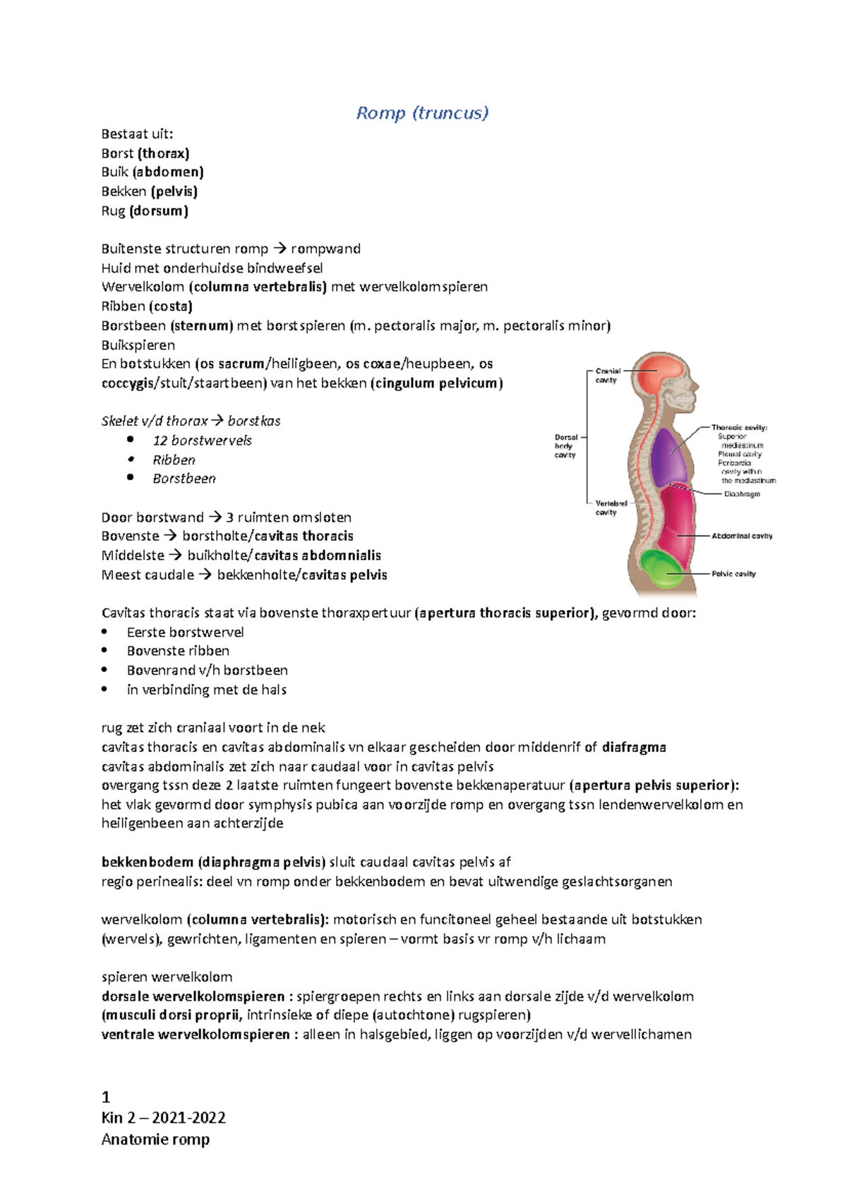 Romp anatomie - Romp (truncus) Bestaat uit: Borst (thorax) Buik ...