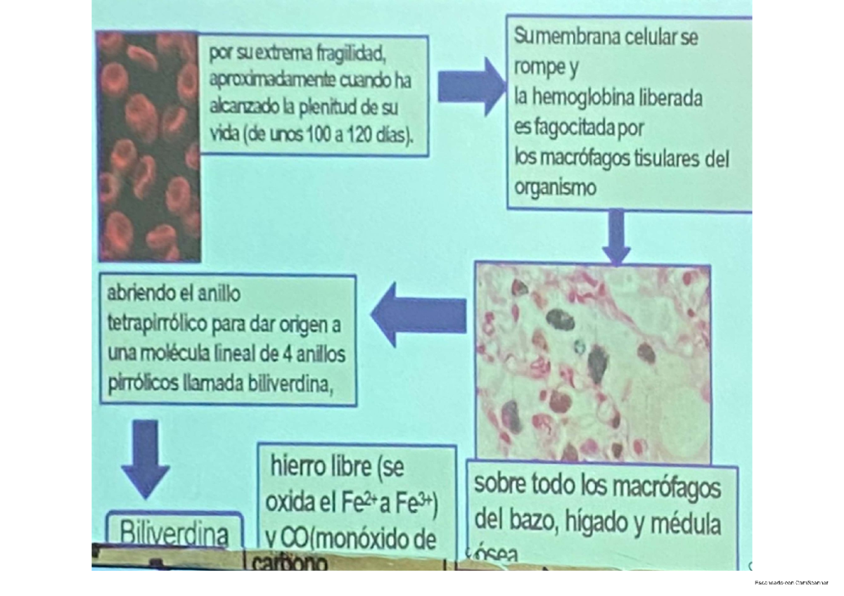 Gastro - Diapositivas Plutarco Restituyo - TEORIA de Gastroenterologia ...