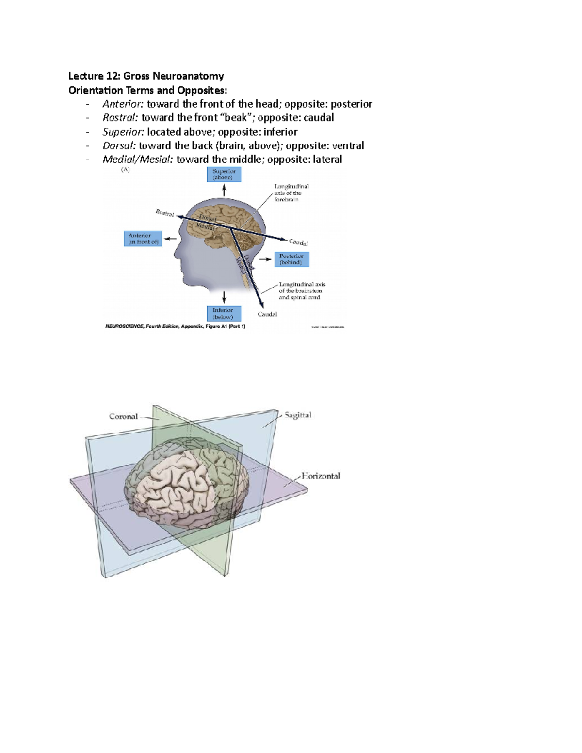 Lecture 12 - Lecture 12: Gross Neuroanatomy Orientation Terms and ...