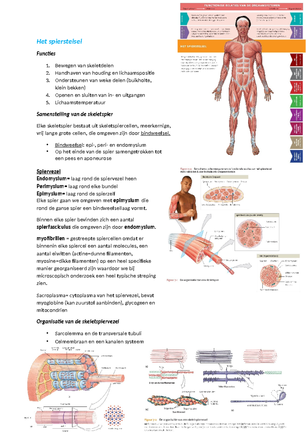 HC spierstelsel - Samenvatting Hoorvollege - Het spierstelsel Functies ...