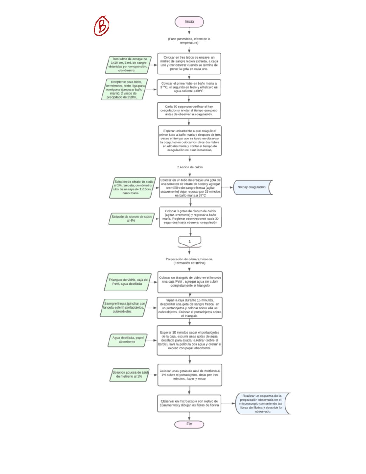 Note 31 Aug 2022 - Diagrama de flujo - FISIOLOGÍA l - Studocu