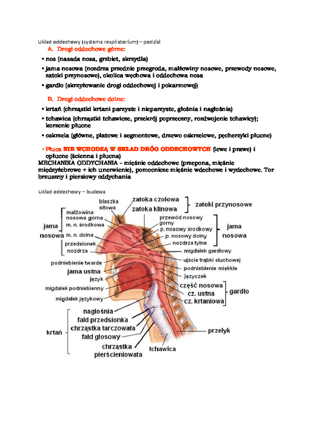 Układ oddechowy (systema respiratorium) – podział - Drogi oddechowe ...