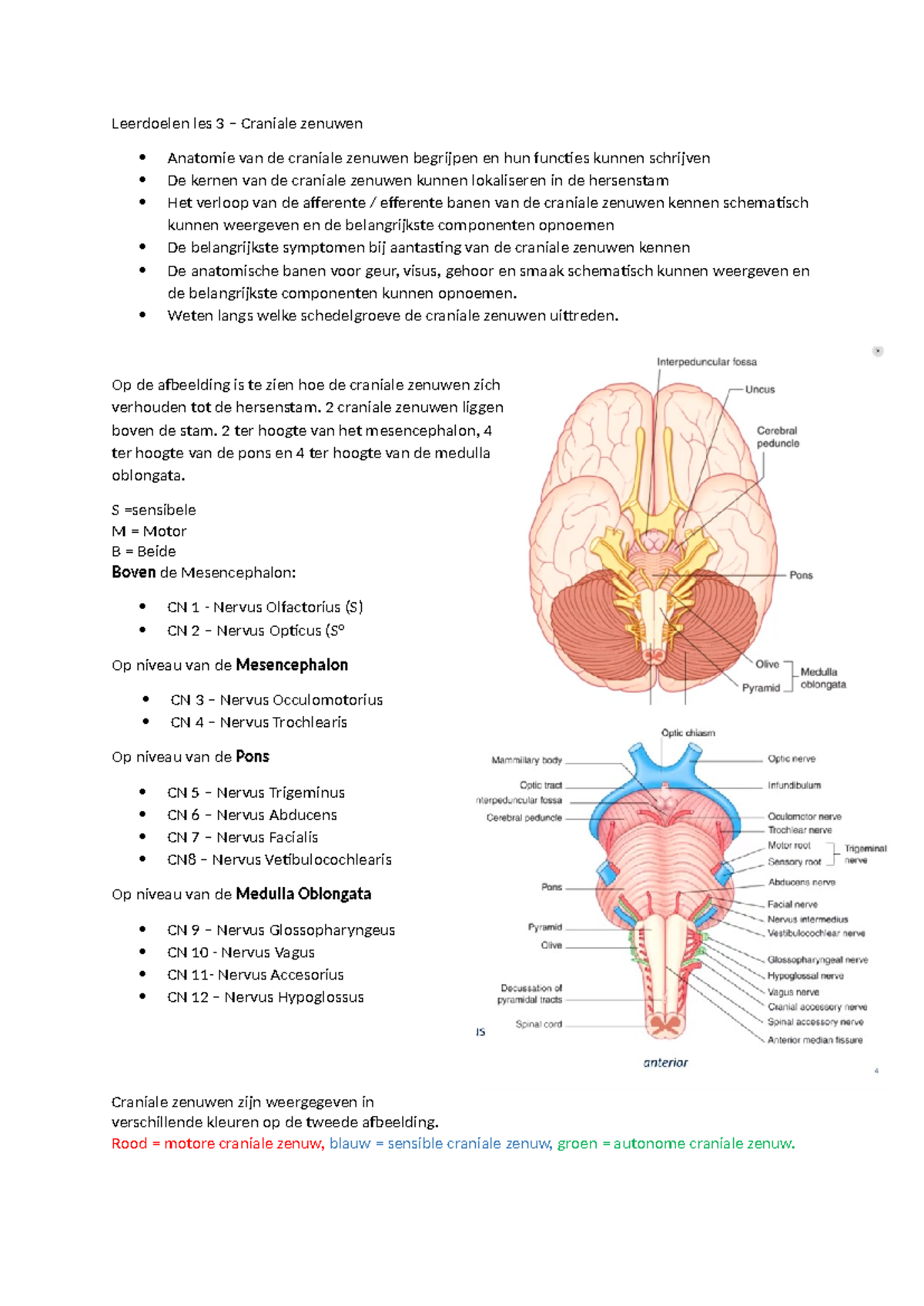 Neuroanatomie les 3 - Leerdoelen les 3 – Craniale zenuwen Anatomie van ...