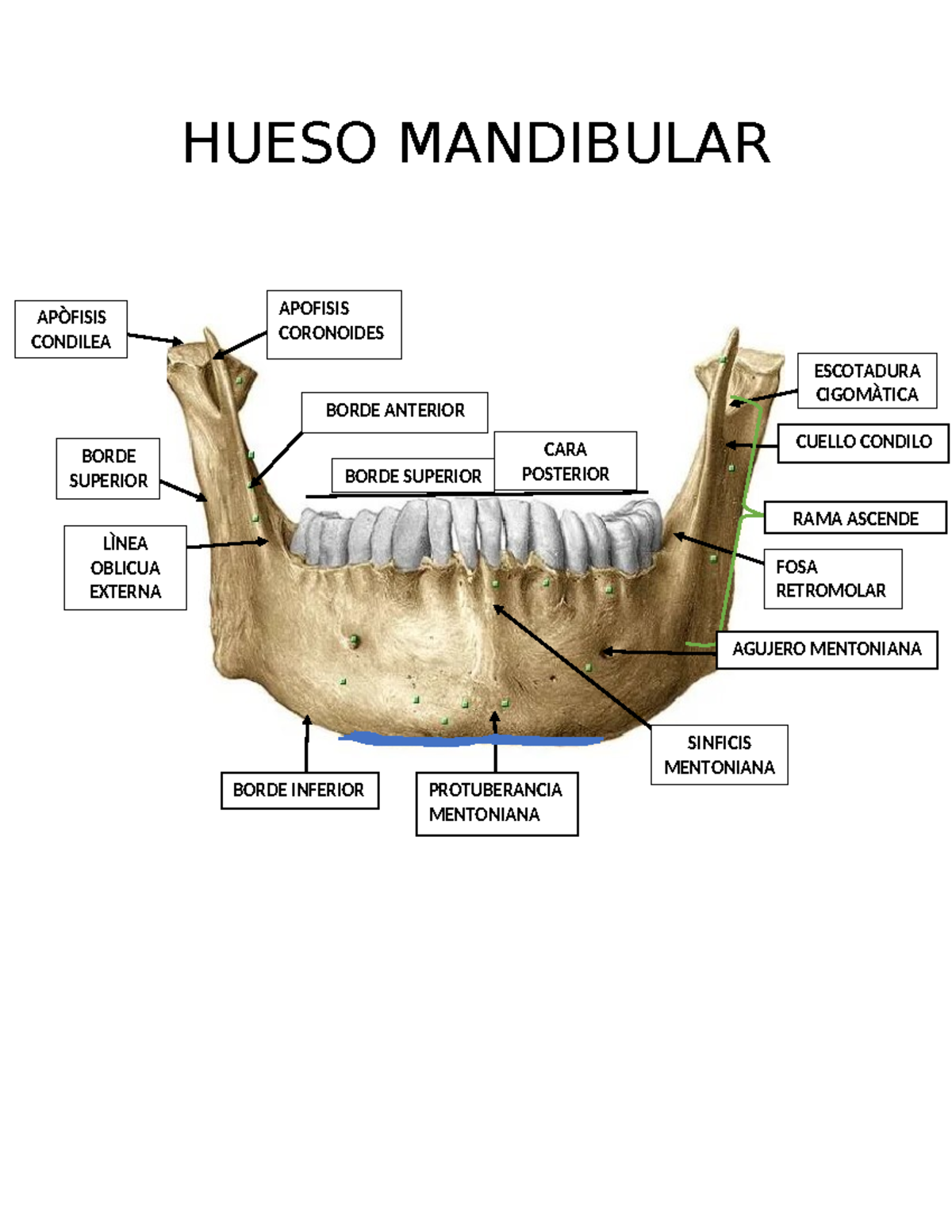 Hueso- Mandibular - resumen - Anatomia - HUESO MANDIBULAR RAMA ASCENDE ...