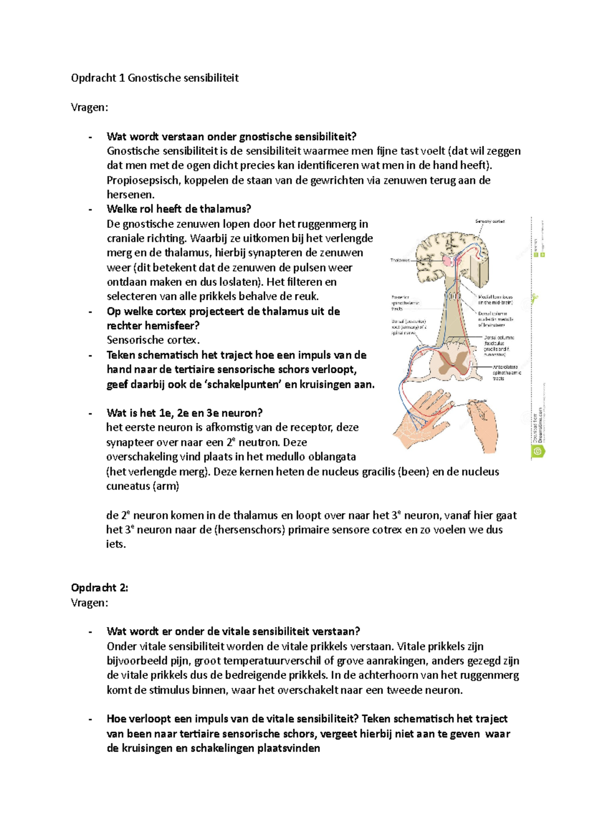 Opdrachten sensorische zenuwen - Opdracht 1 Gnostische sensibiliteit ...