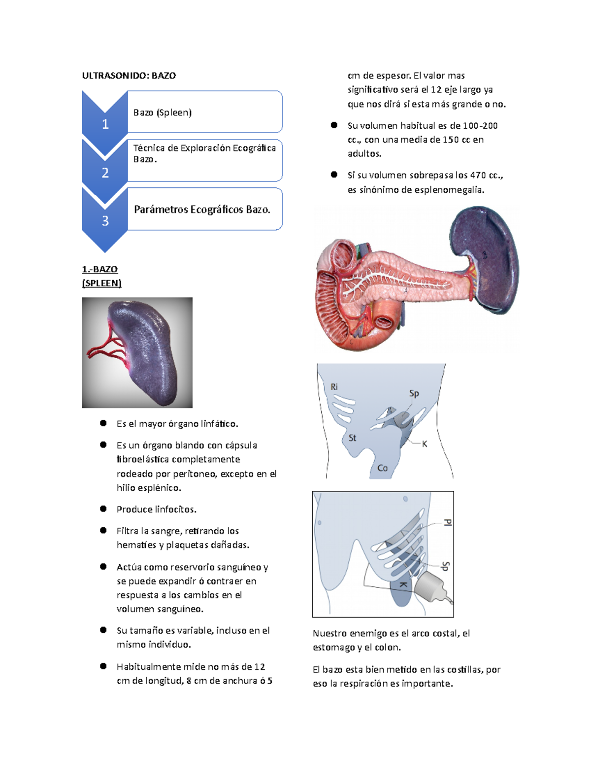 Clase 8 bazo - ecografía bazo - ULTRASONIDO: BAZO 1.-BAZO (SPLEEN) Es ...