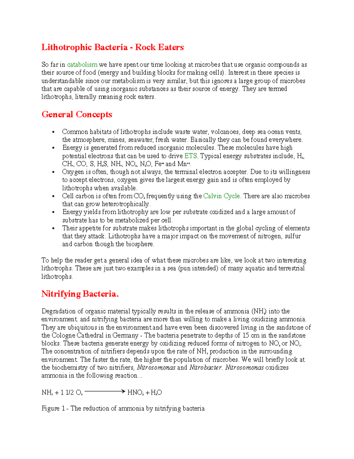 Lithotrophic Bacteria: Rock Eaters and Their Impact on the Biosphere ...