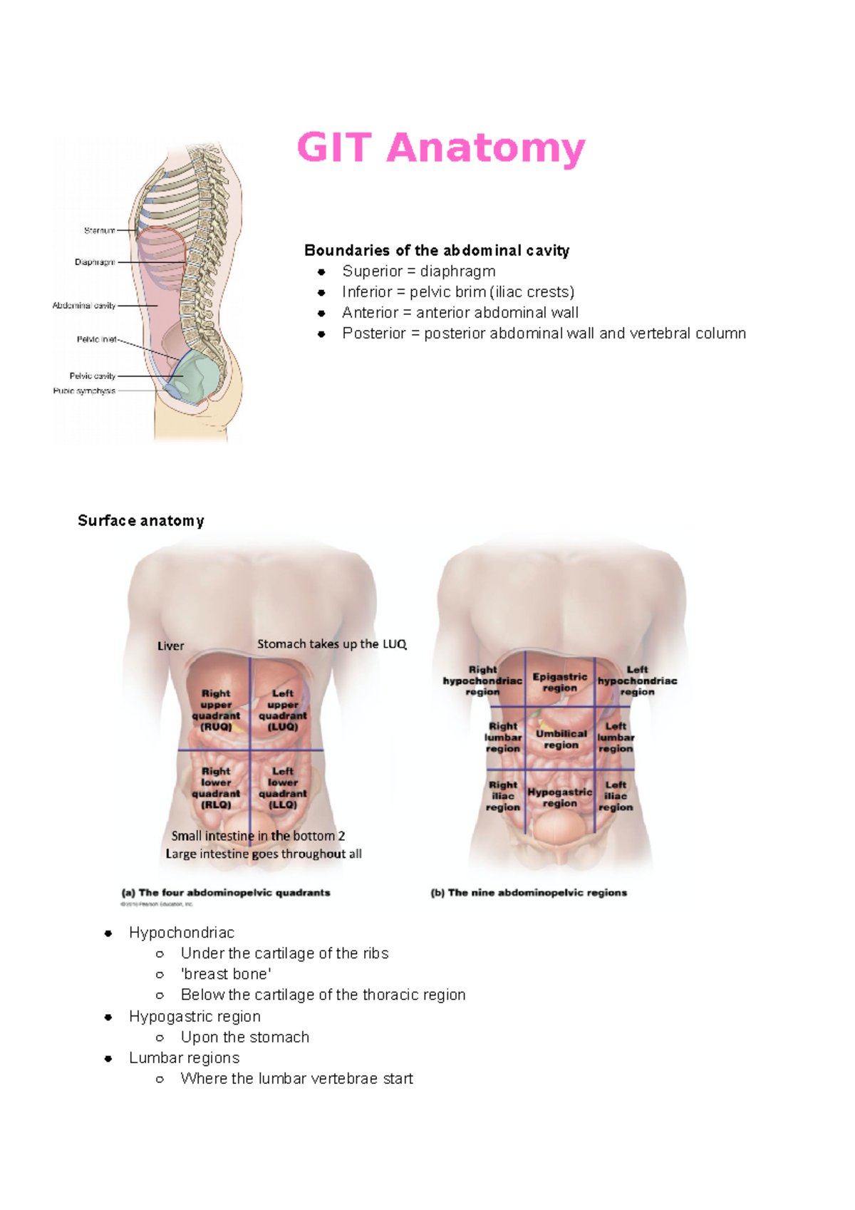 Git and reproductive system anatomy - GIT Anatomy Boundaries of the ...