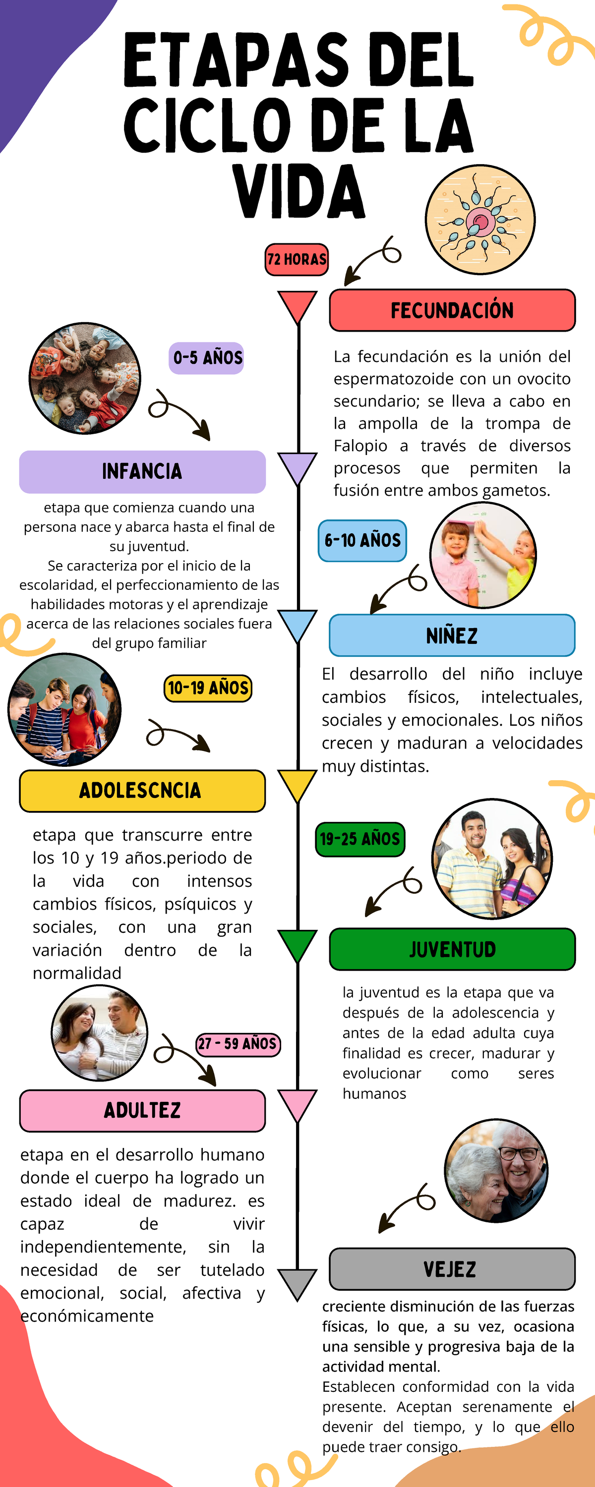 Etapas del Ciclo de la vida - ETAPAS DEL CICLO DE LA VIDA El desarrollo ...