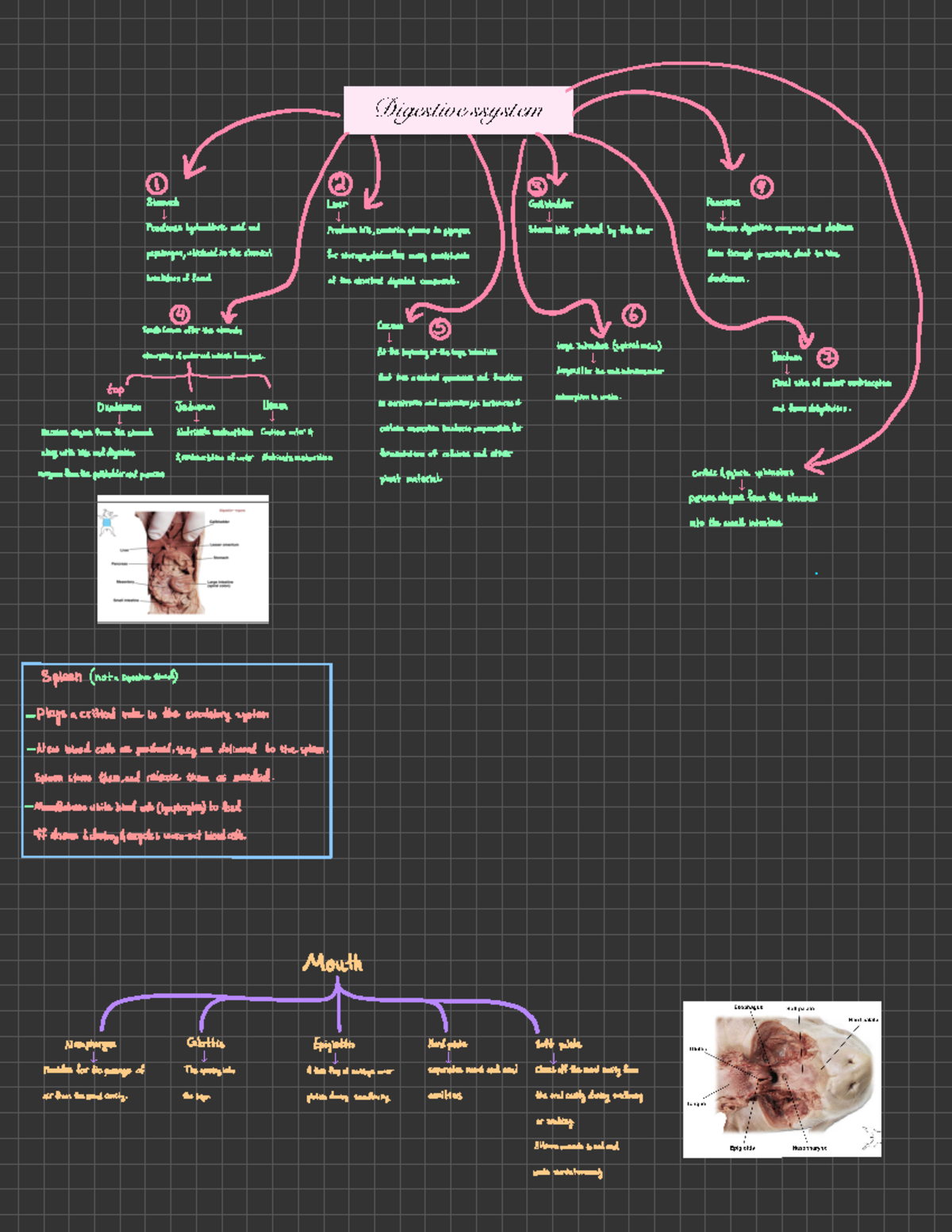 BIO 109L Pig Dissection Mouth and Digestive System 2 - Digestive ...