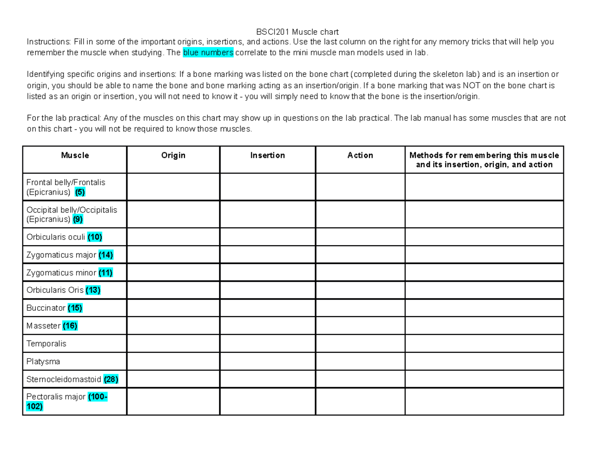 Muscle chart-1 - Instructions: Fill in some of the important origins ...