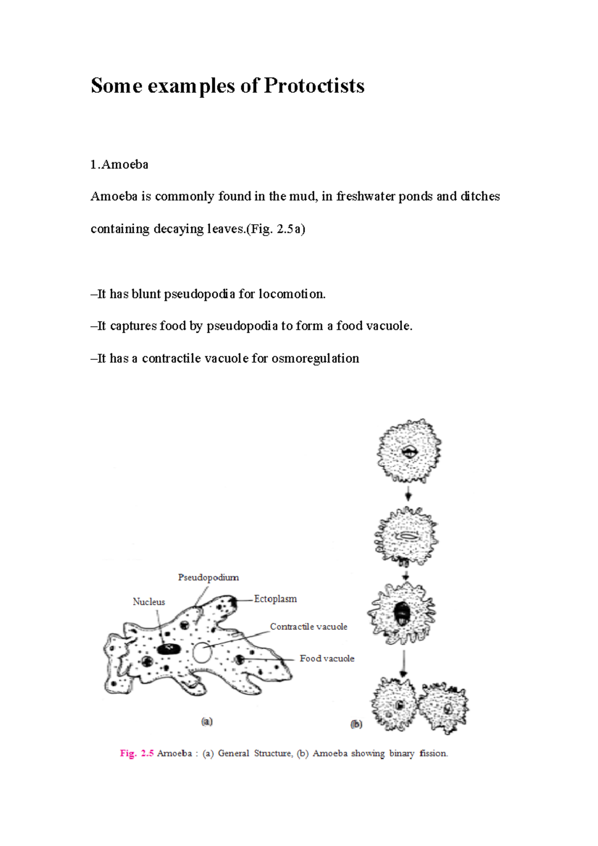 Some examples of Protoctists - Some examples of Protoctists 1 Amoeba is ...