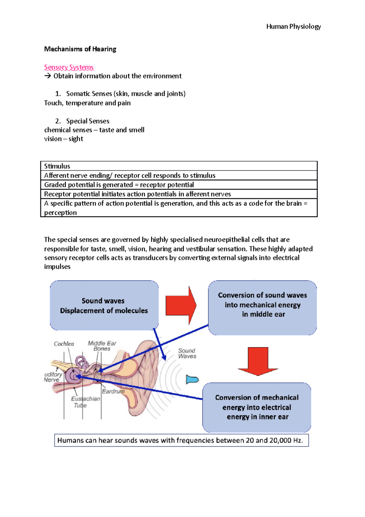 Mechanisms of Hearing - Mechanisms of Hearing Sensory Systems Obtain ...