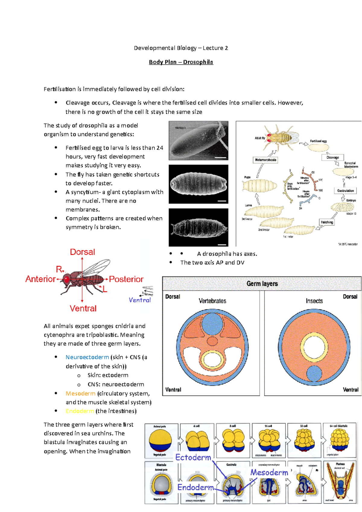 Body Plan in Drosophila - I - Developmental Biology – Lecture 2 Body ...