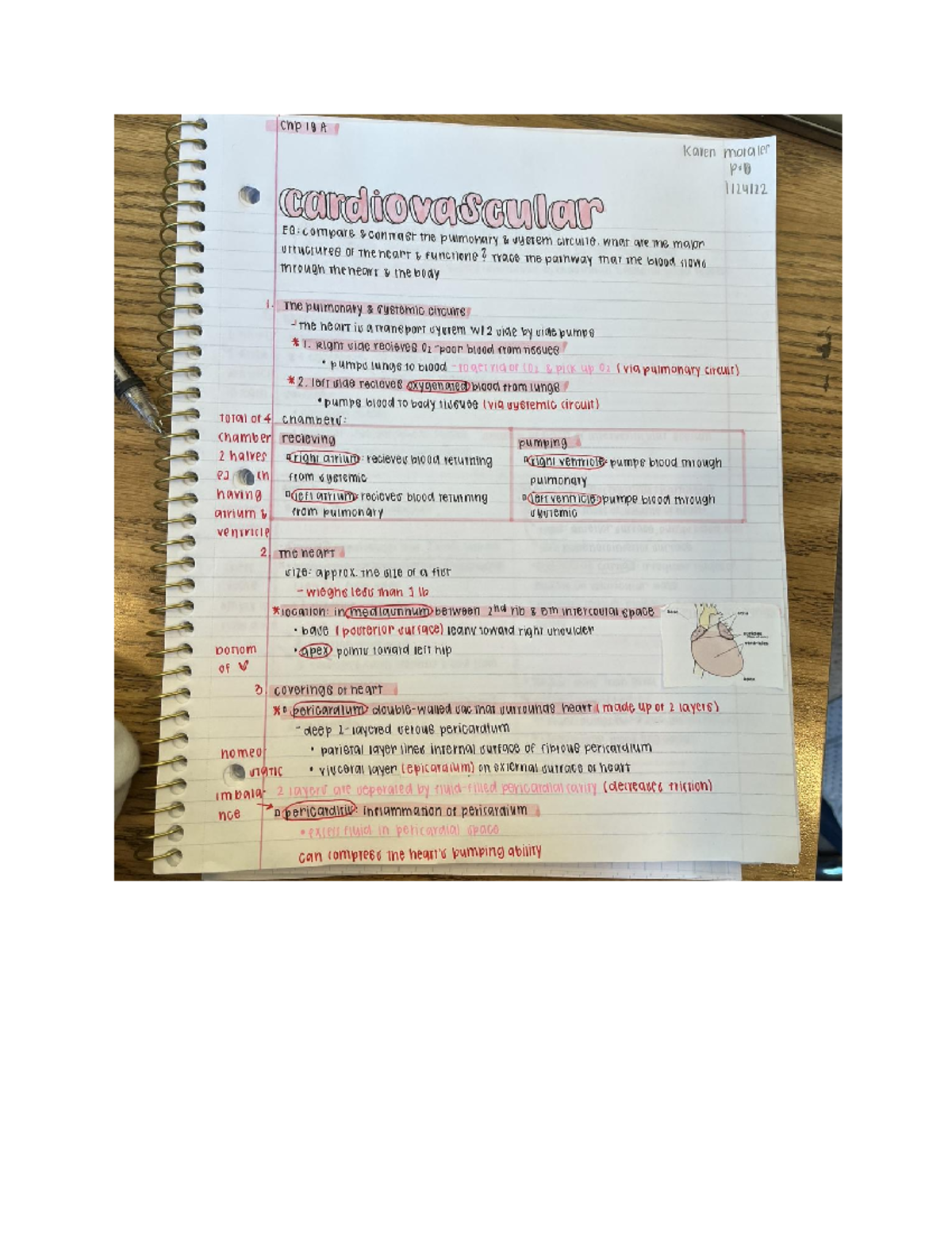 Chapter 18 A - human anatomy notes - ESS 3 - Studocu
