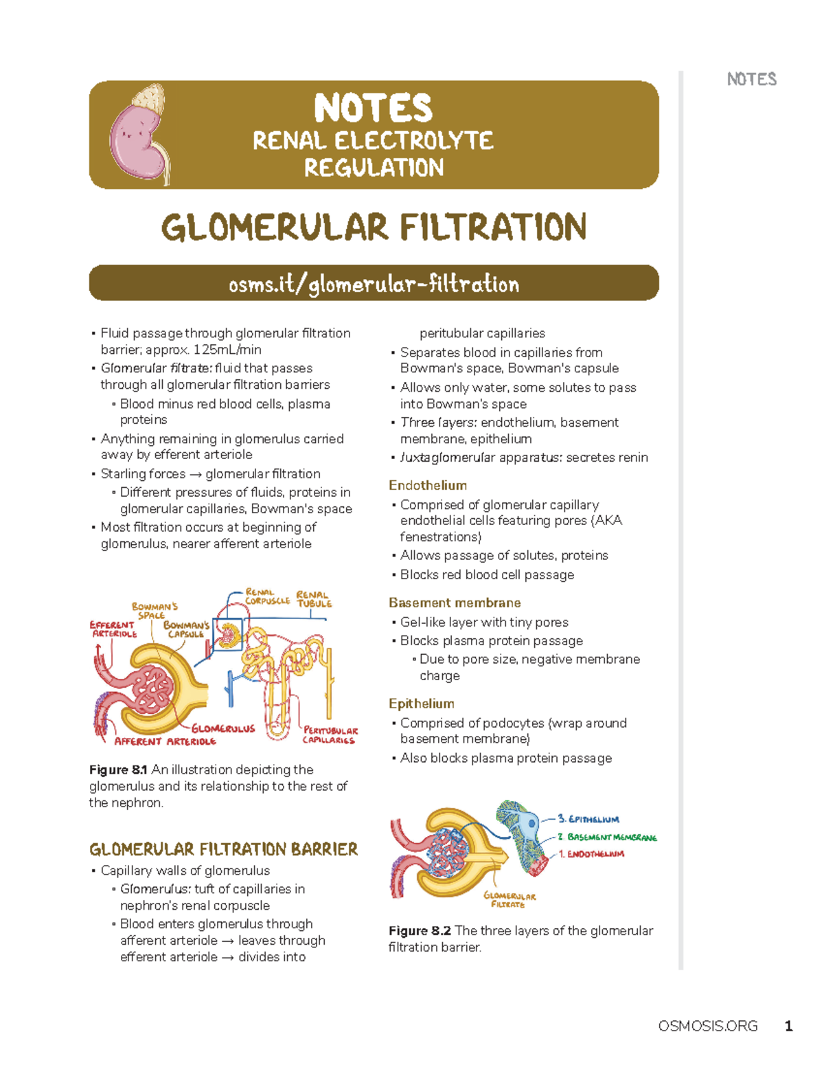 Renal electrolyte regulation - NOTES Fluid passage through glomerular ...