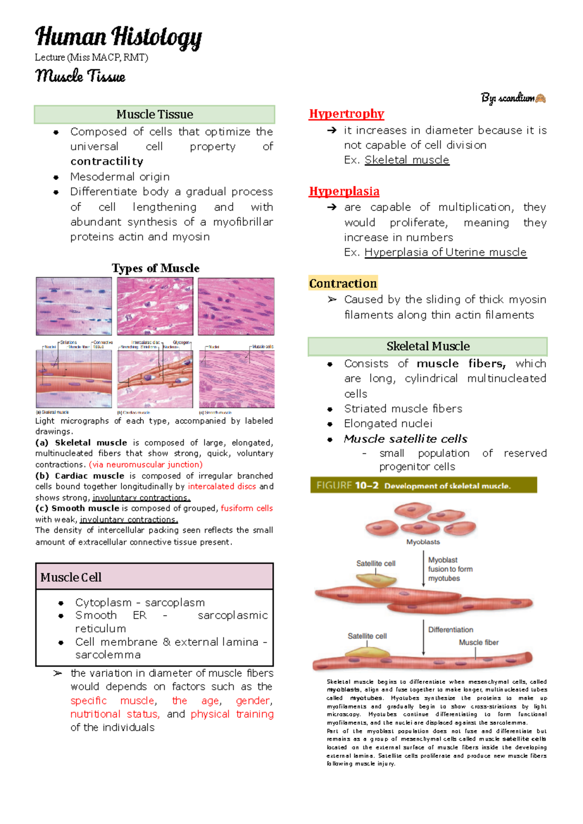 Muscle Tissue - Huma Histolog Lecture (Miss MACP, RMT) Muscl Tissu B ...