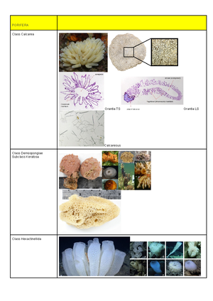 Phylum Nemertea & Body Cavity - Phylum NEMERTEA and BODY CAVITIES ...