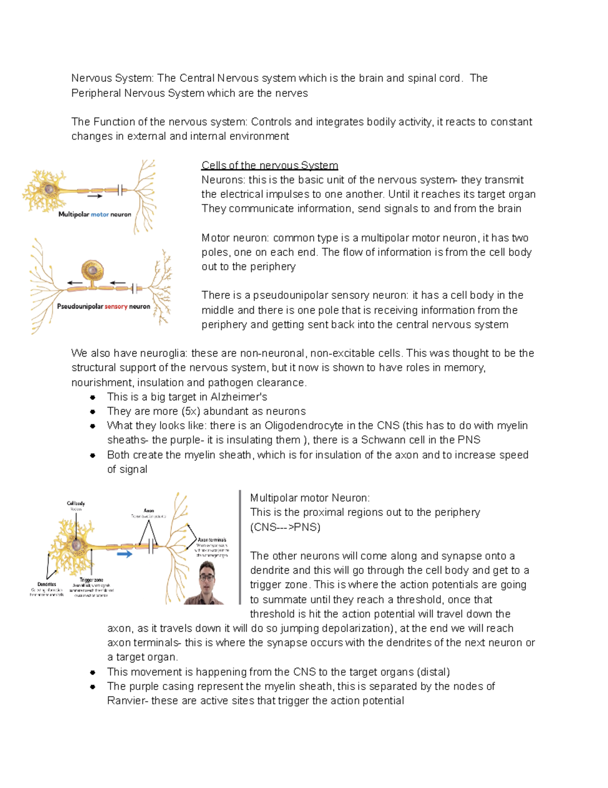 Week 03 - notes - Nervous System: The Central Nervous system which is ...