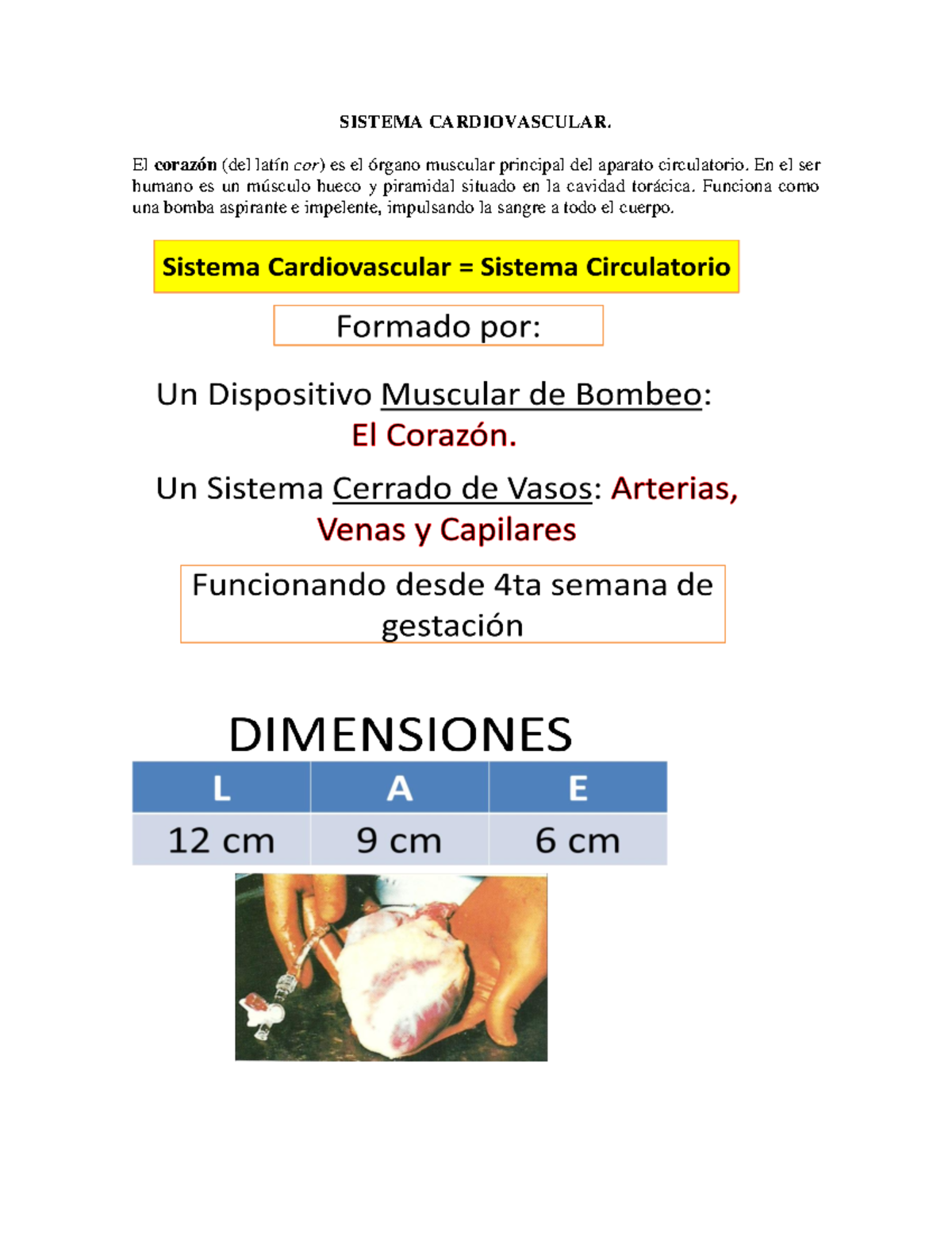 Corazón - Resumen Anatomia General - SISTEMA CARDIOVASCULAR. El corazón ...