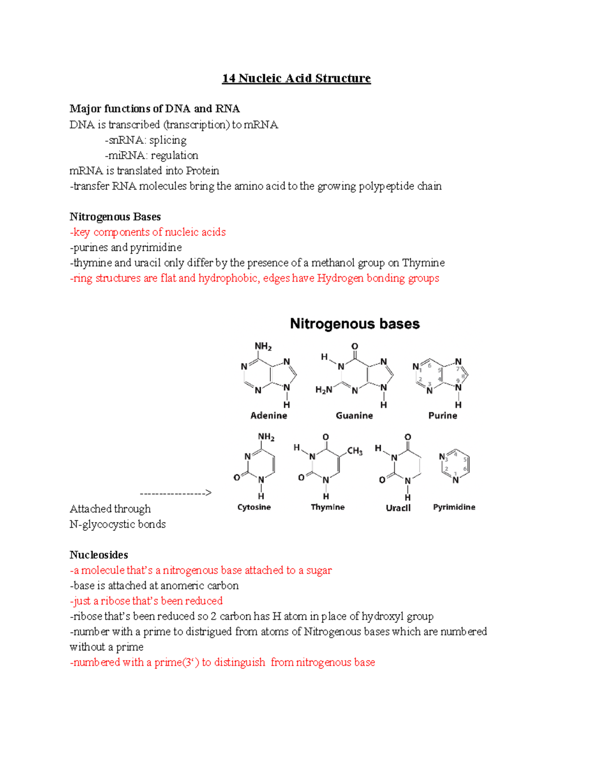 Biochem Notes for Final Exam - 14 Nucleic Acid Structure Major ...