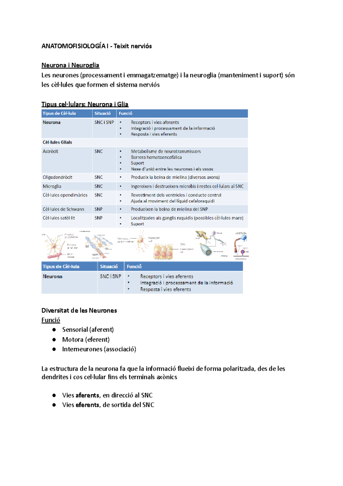 Anatomofisiología - ANATOMOFISIOLOGÍA I - Teixit nerviós Neurona i ...