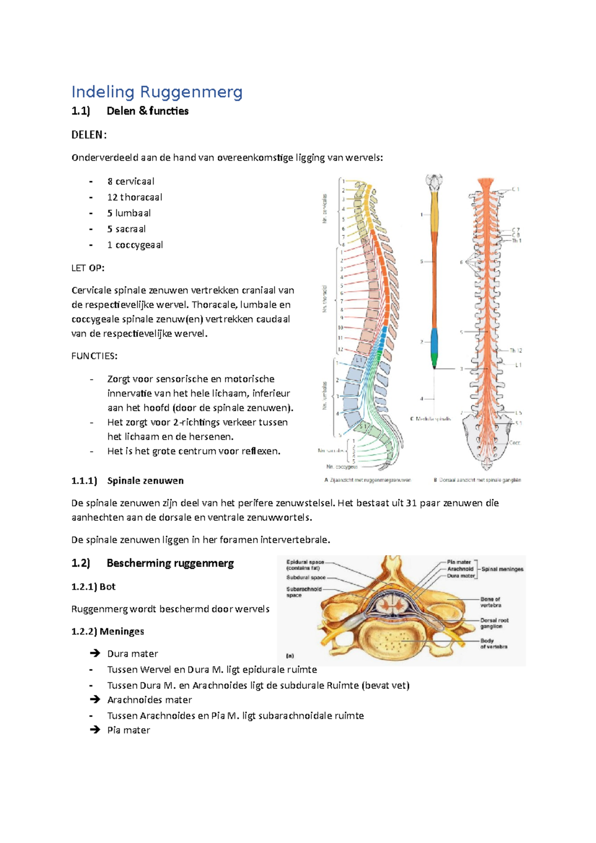 Indeling Ruggenmerg - Thoracale, lumbale en coccygeale spinale zenuw(en ...