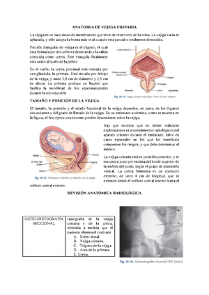 Estudios radiológicos (Cavum faríngeo, SPN, Estándar de tórax, Rx de ...
