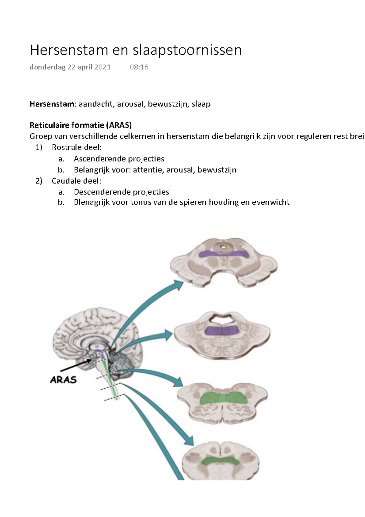Hersenstam en slaapstoornissen - Hersenstam : aandacht, arousal ...