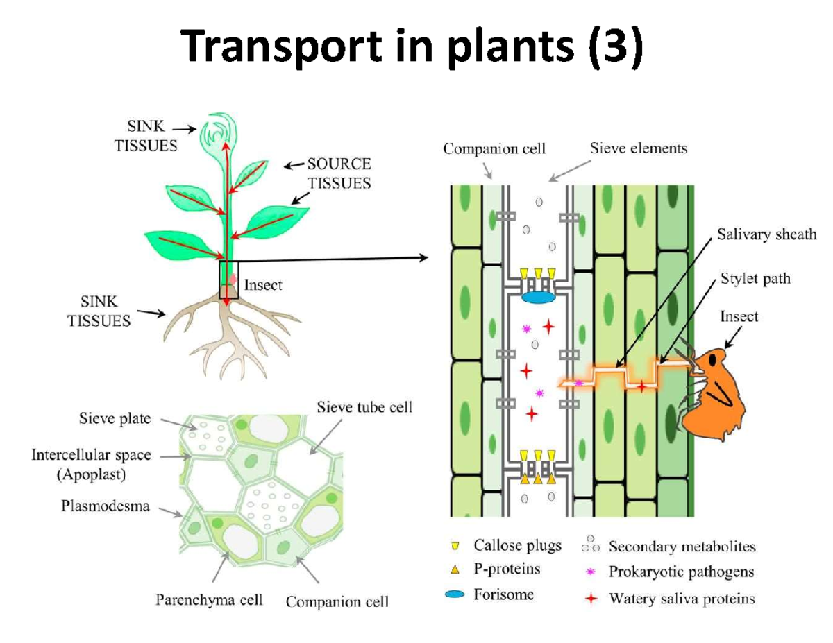 Lecture 21 - Root structure and Transport - Transport in plants (3) We ...