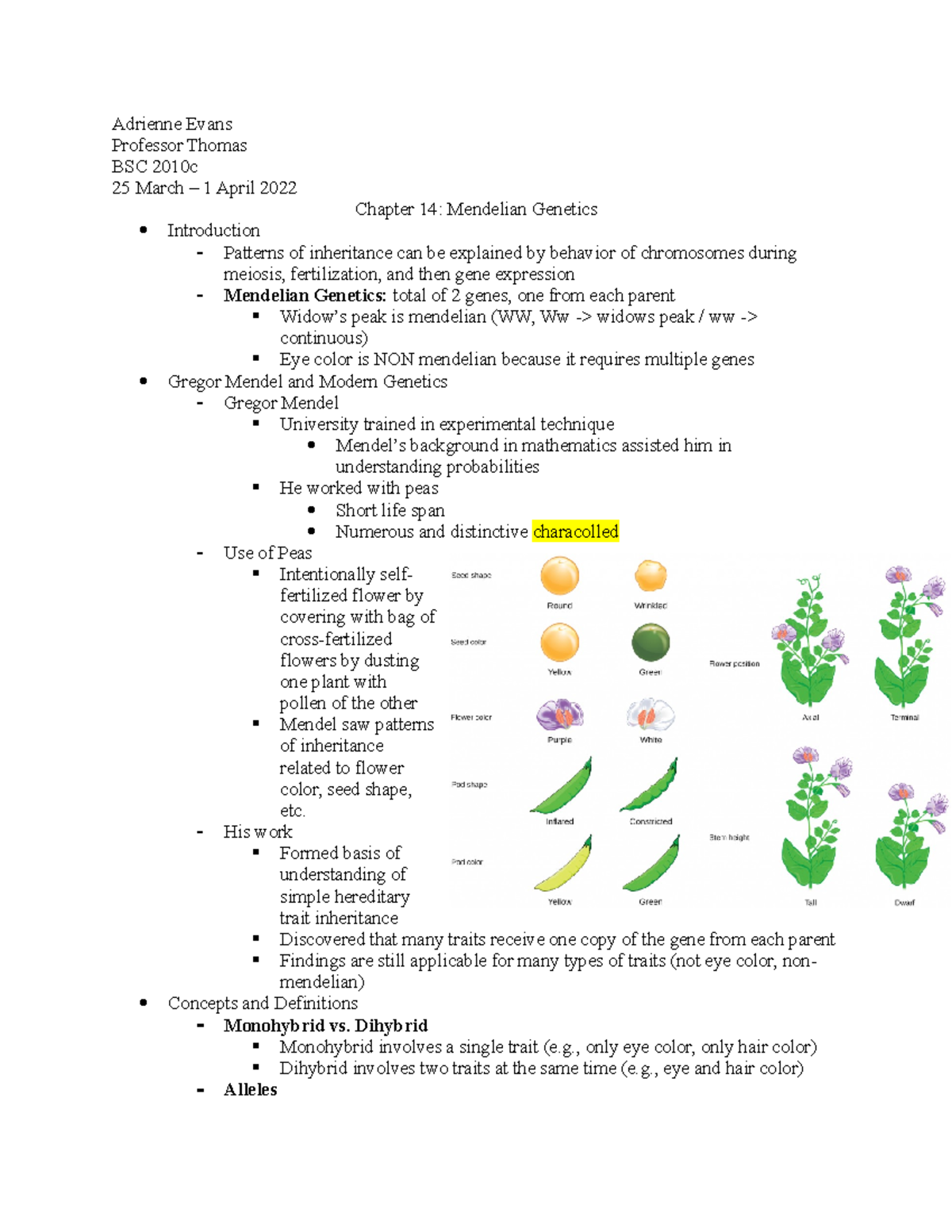 Chapter 14 Mendelian Genetics - Professor Thomas - Adrienne Evans ...