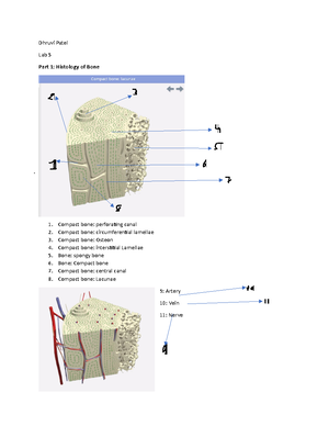 Biology 251 Anatomy Week 3 - 1 Week 3: Assignment Case Study Angelique ...