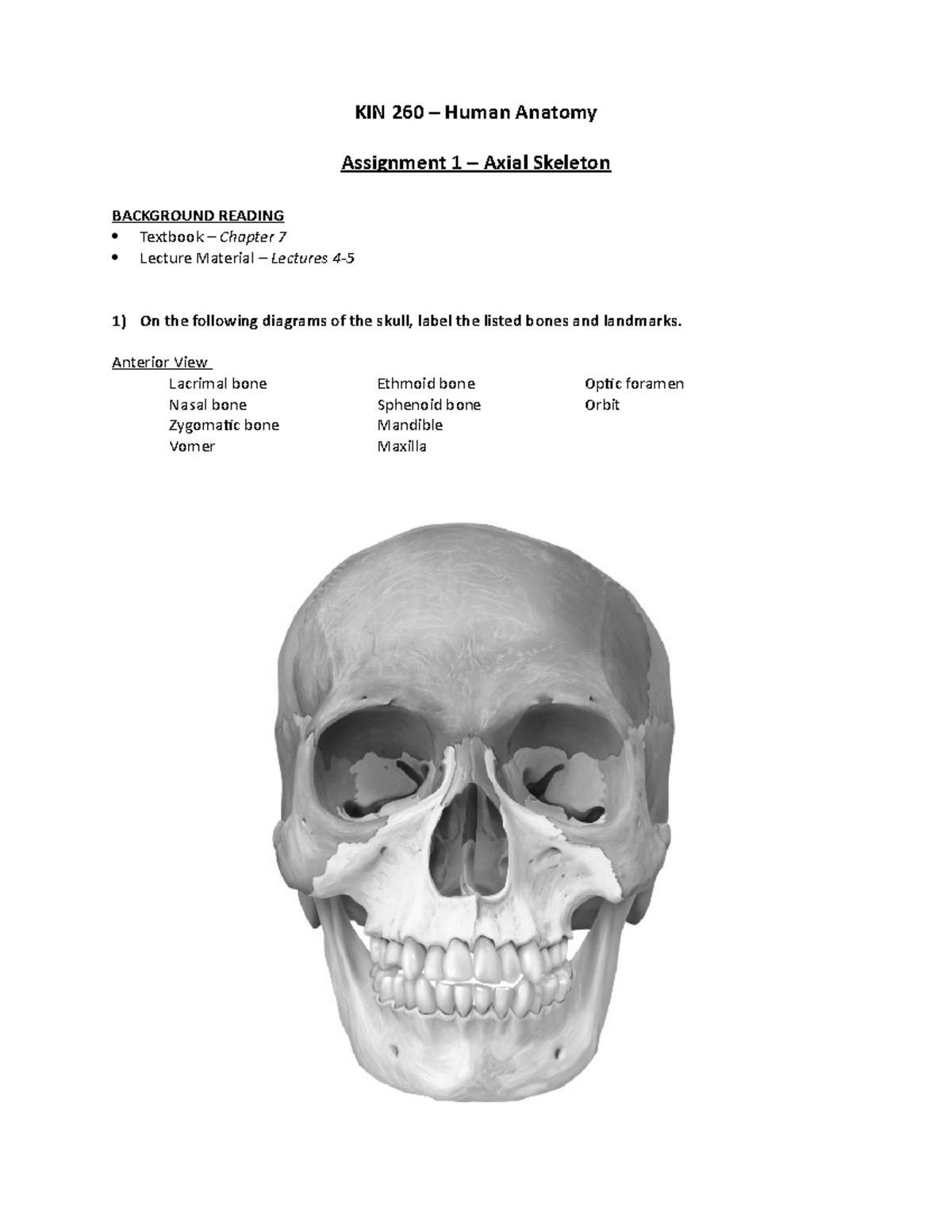 Assignment 1 - KIN 260 – Human Anatomy Assignment 1 – Axial Skeleton ...