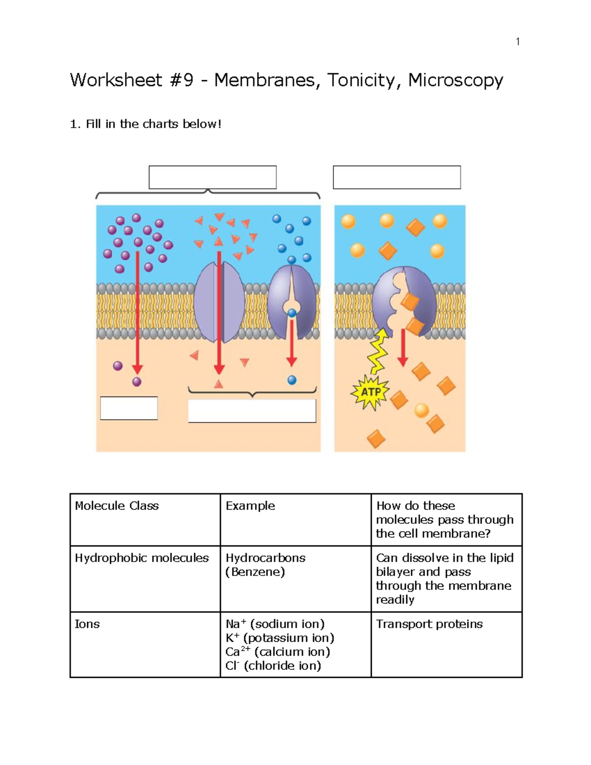 9b. KEY Worksheet #9 - Membranes, Tonicity Microscopy - Worksheet #9 ...