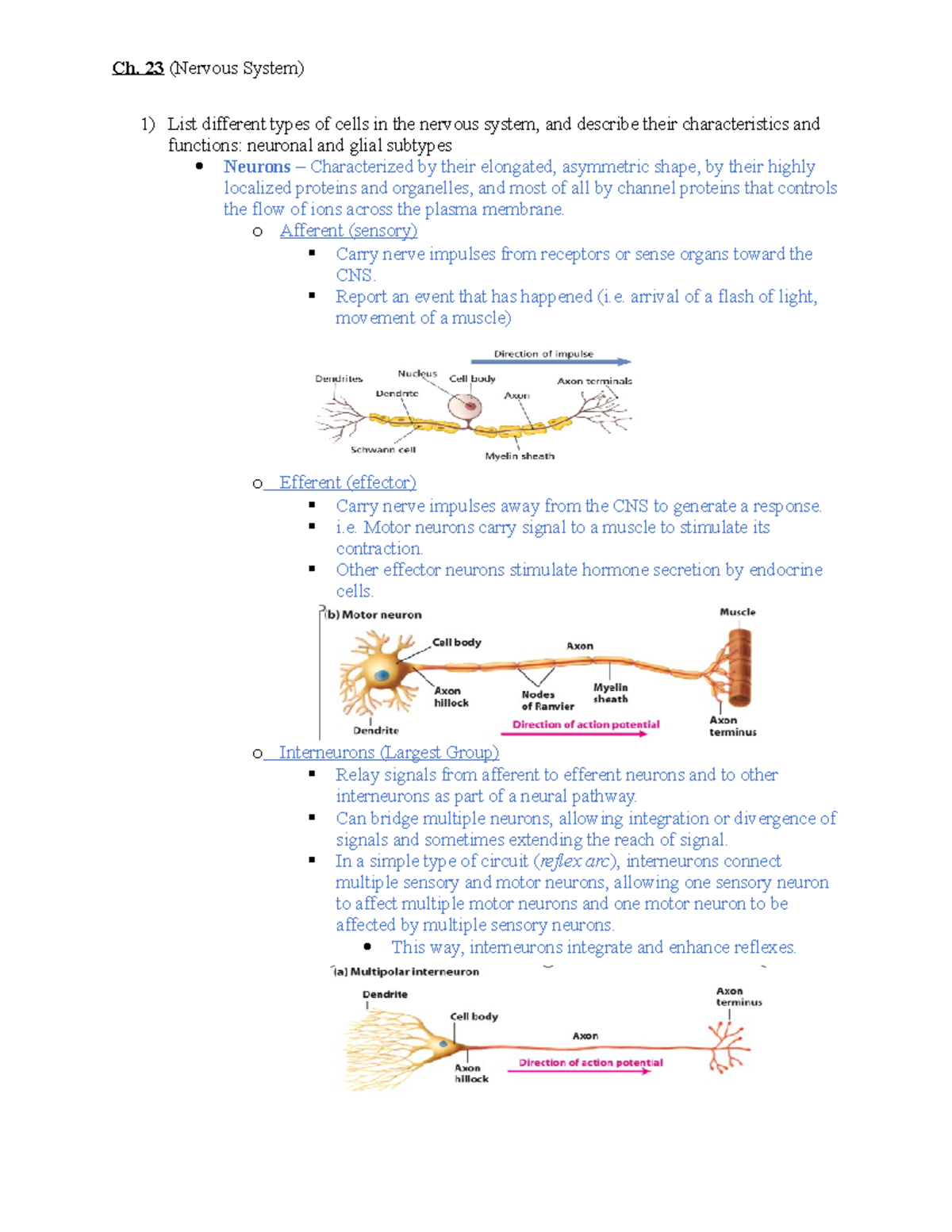 Ch. 23 - Notes on the Nervous System - List different types of cells in ...
