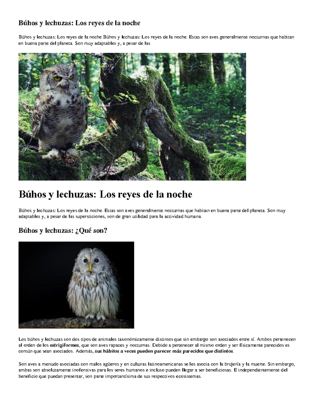 Búhos y lechuzas - bjukbkbkubn - Búhos y lechuzas: Los reyes de la ...