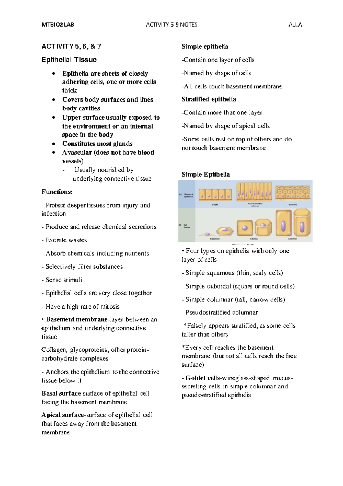 HUMAN HISTOLOGY 2 LAB Notes - ACTIVITY 5, 6, & 7 Epithelial Tissue ...