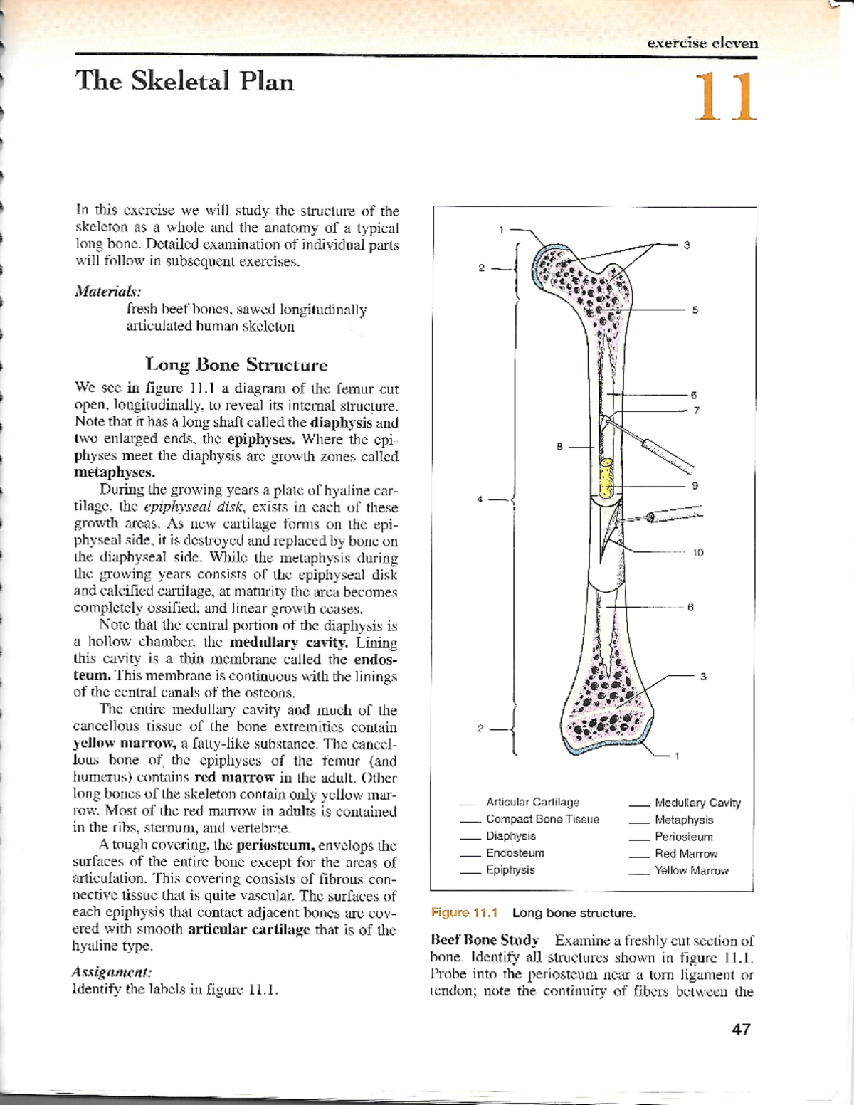 The Skeletal Plan - Anatomy - GMS6440 - Studocu