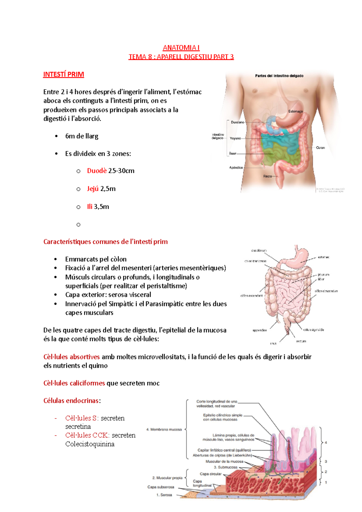 Anatomia I Tema 8 part 3 curs - ANATOMIA I TEMA 8 : APARELL DIGESTIU ...
