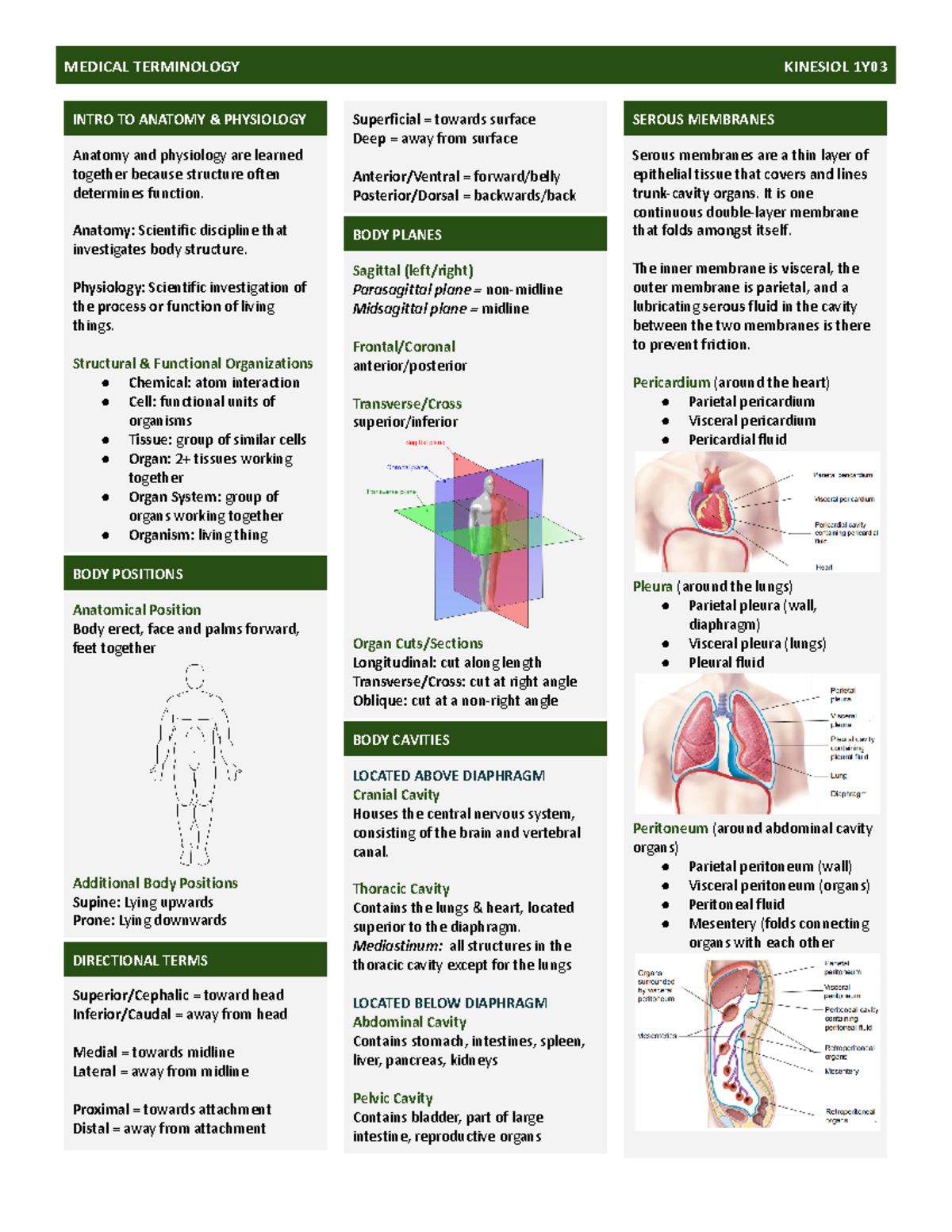 KIN EXAM - notes - MEDICAL TERMINOLOGY KINESIOL 1Y INTRO TO ANATOMY ...
