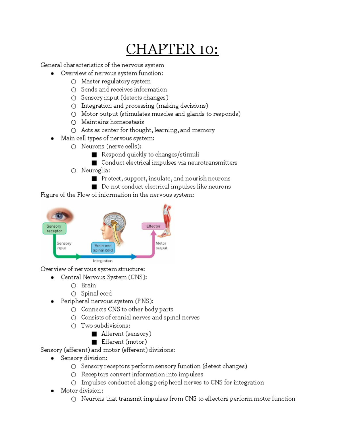 Human A & P I Notes Chapter 10 - CHAPTER 10: General characteristics of ...