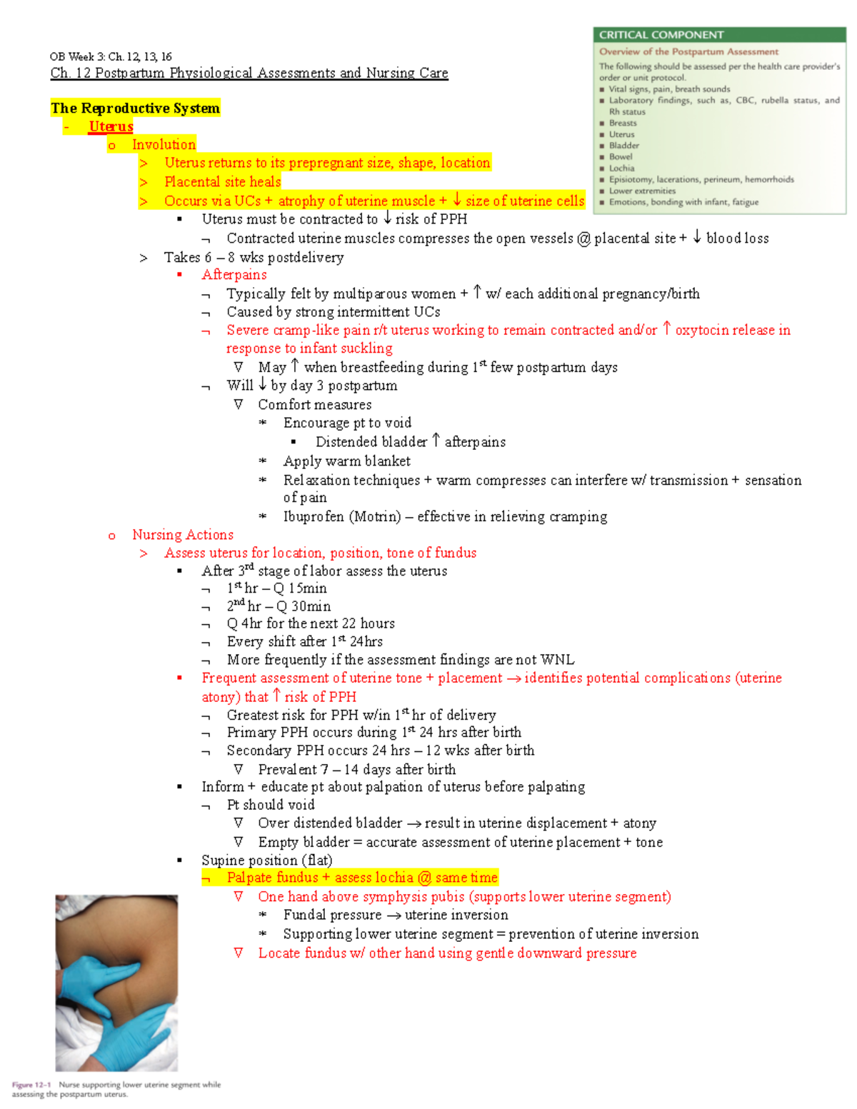 N306 OB Week 3 Notes - GOOOOOOOOOOOOOOOOOOOD LUCK - OB Week 3: Ch. 12 ...