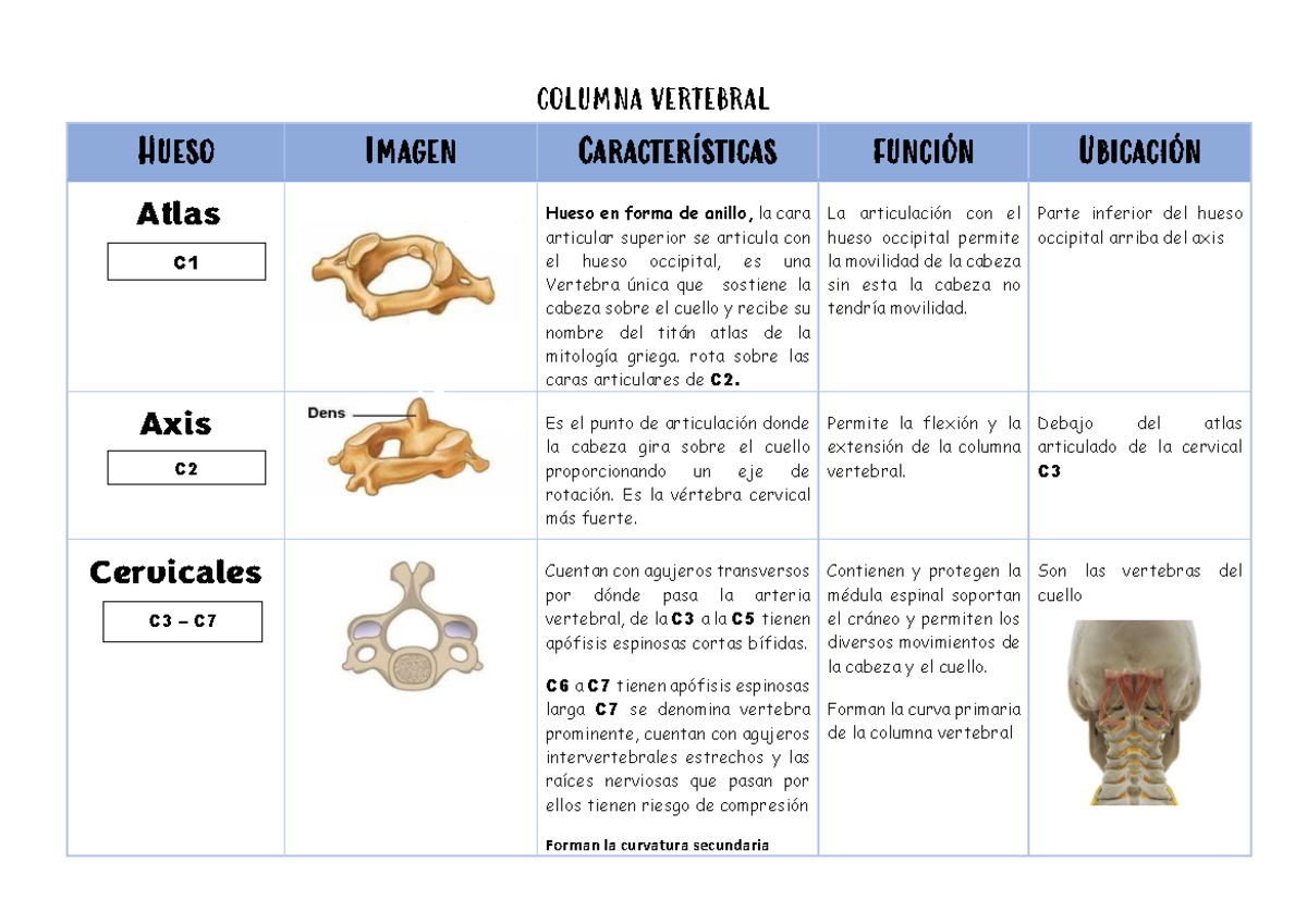Columna vertebral cuadro - COLUMNA VERTEBRAL Hueso Imagen ...