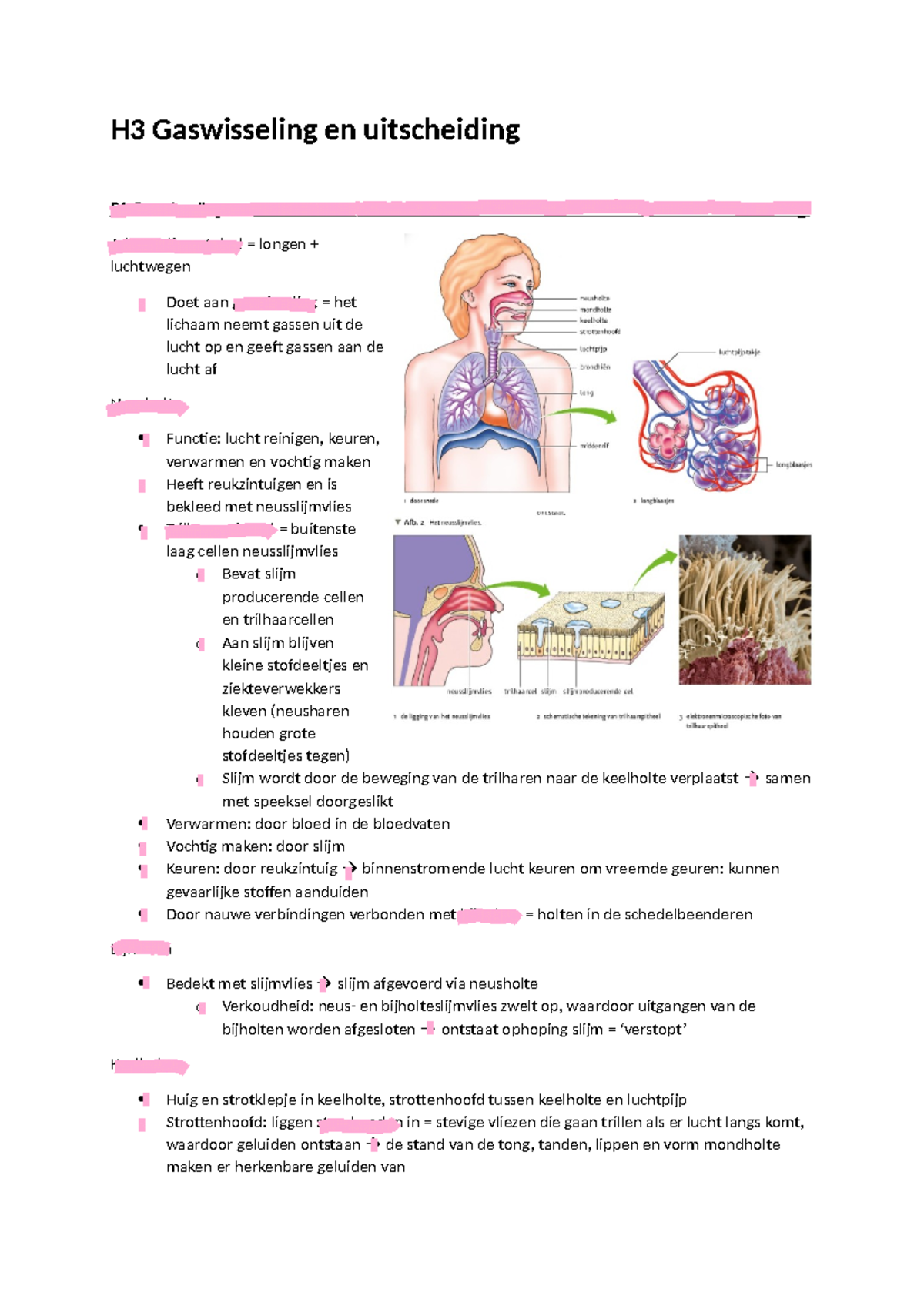 H3 Gaswisseling en uitscheiding - Hierdoor diffundeert meer zuurstof ...