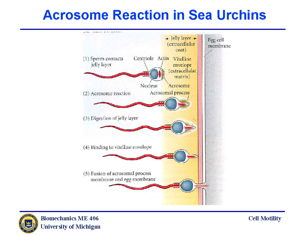 ME 406 Cell Motility - Biomechanics ME 406 Cell Motility Acrosome ...