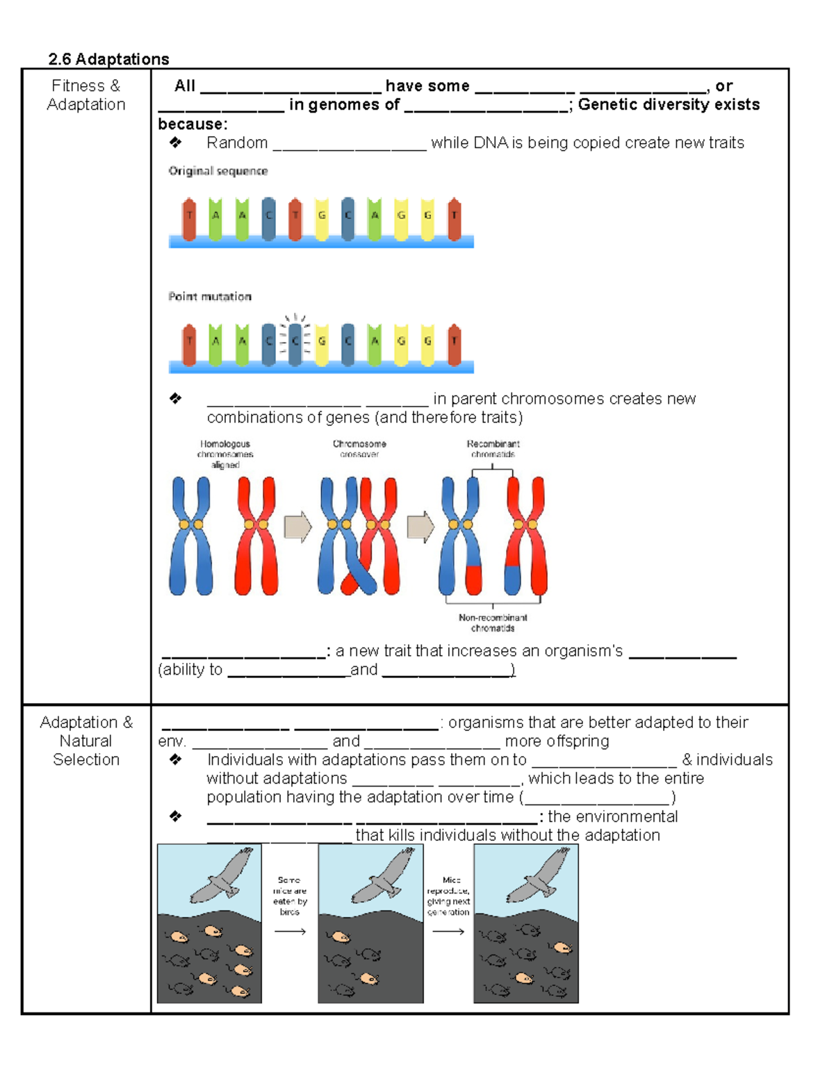 2.6 Adaptations Guided Notes - 2 Adaptations Fitness & Adaptation ...