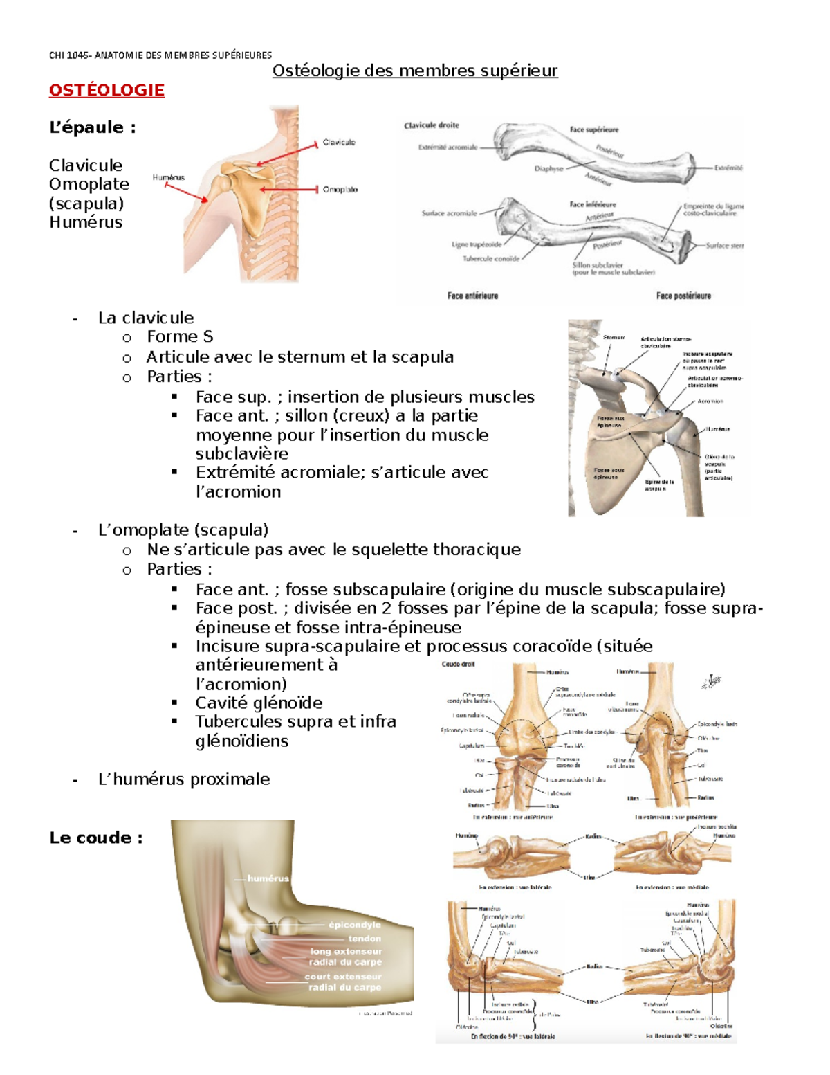 Cours Final membres supérieurs - Ostéologie des membres supérieur ...