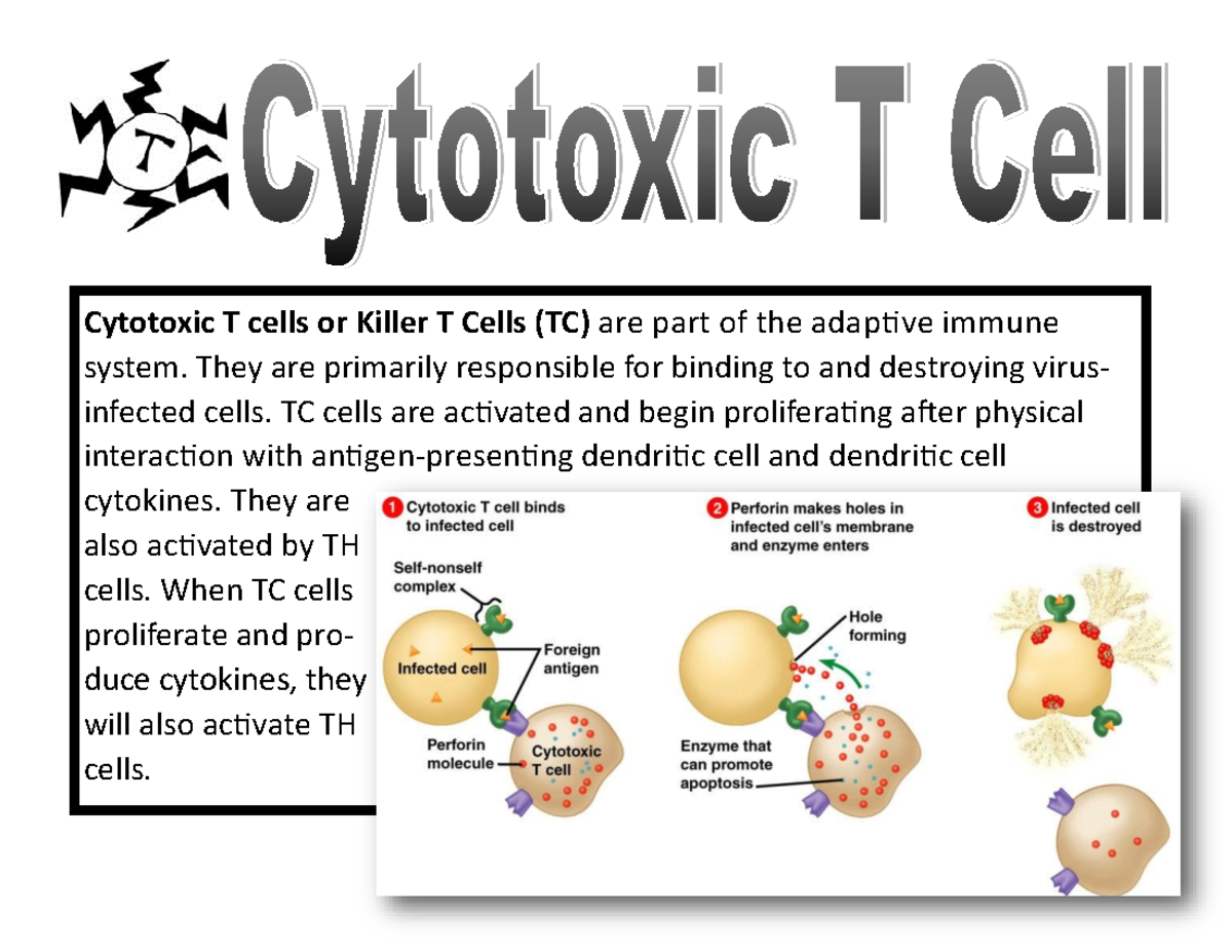 Immune System Cells Station Cards - Cytotoxic T cells or Killer T Cells ...