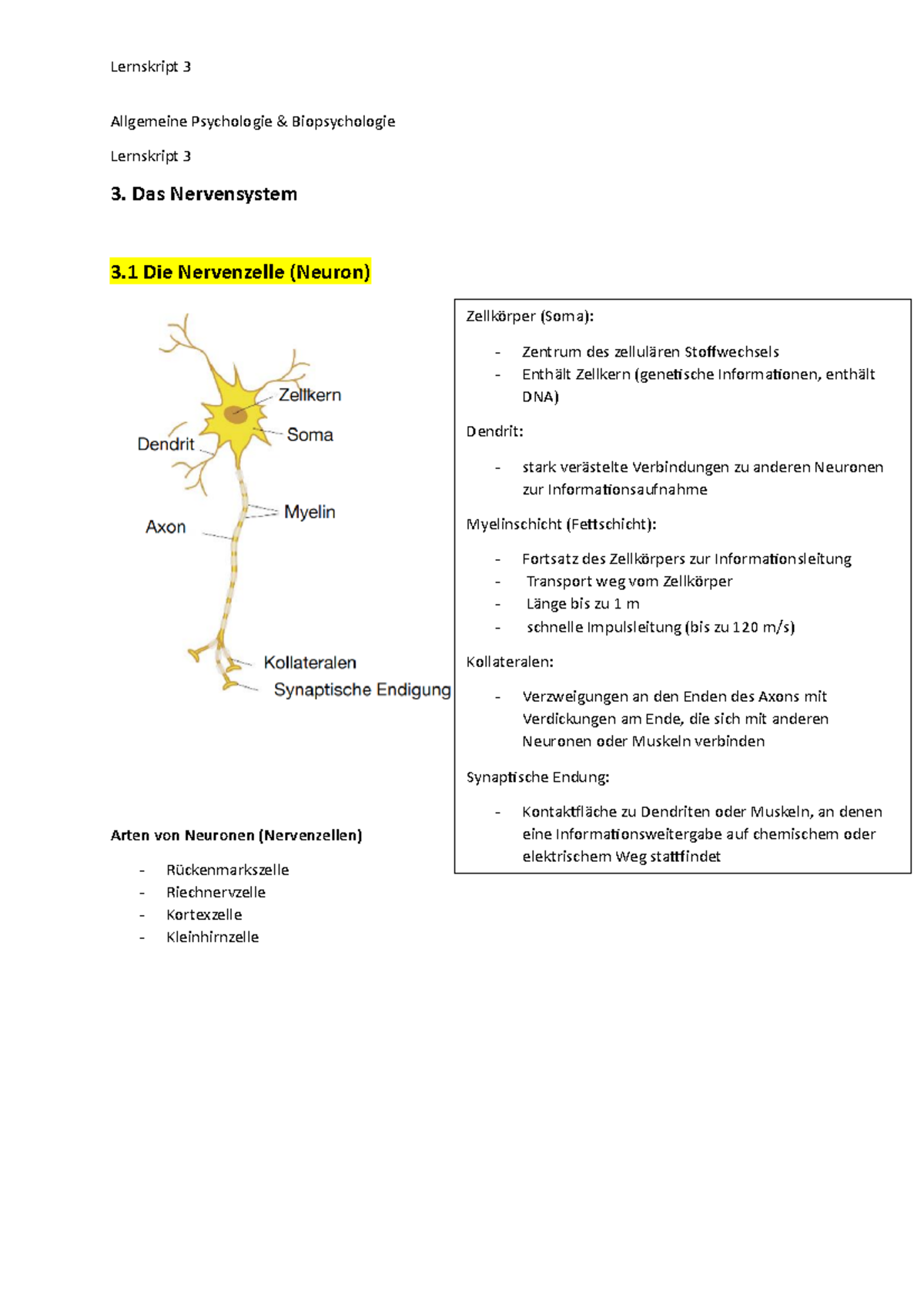 Lernskript 3 Das Nervensystem - Allgemeine Psychologie & Biopsychologie ...