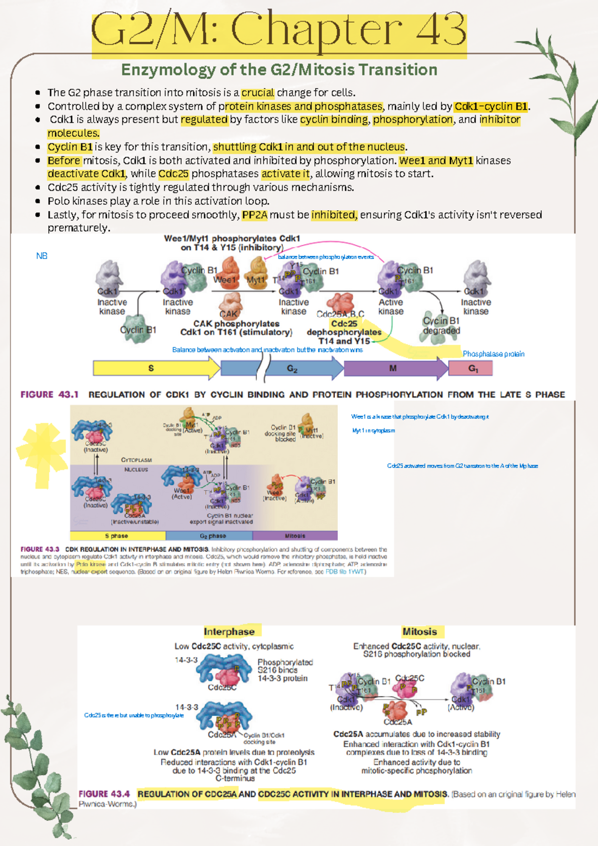 Lecture 9 - Summary Cellular and developmental physiology - G2/M: Chapter 43 Enzymology of the ...